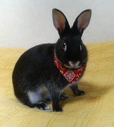 Rabbit★Life | mixiコミュニティ